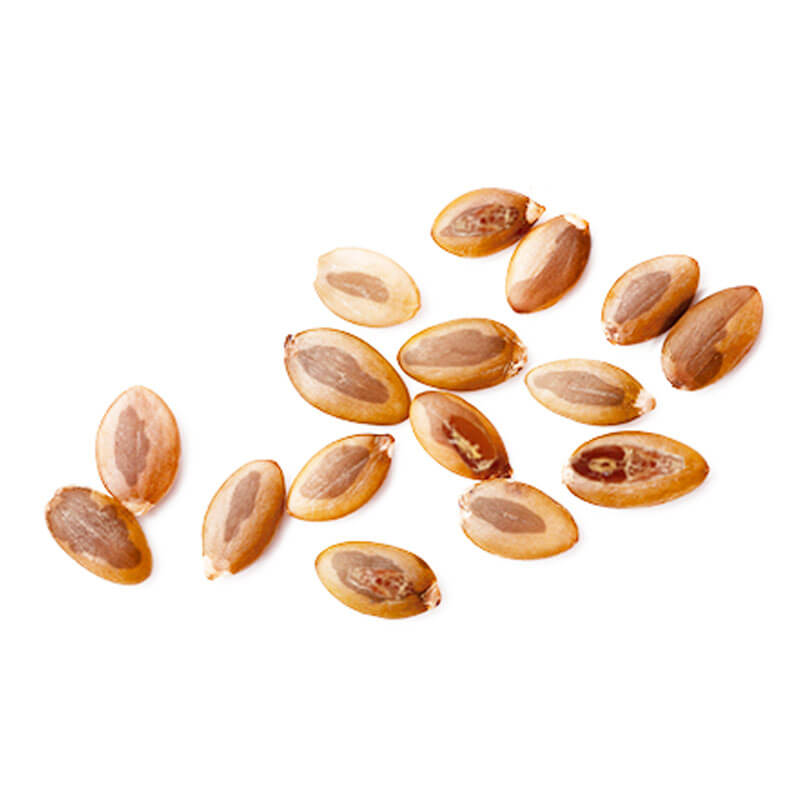 Psillio: un alleato per la regolarità intestinale di cani e gatti