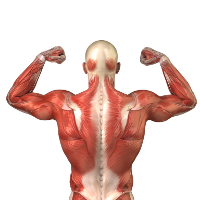 I muscoli della schiena