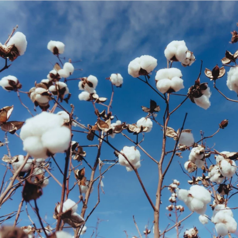 La Qualità Unica del Cotone Egiziano: Lusso e Durabilità