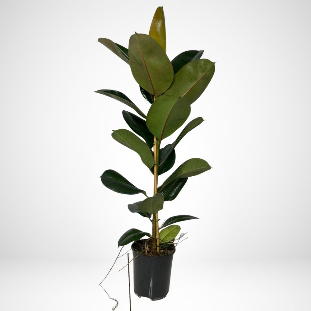 Ficus Elastica Robusta ø19 Vendita piante online | Fratelli Lavermicocca di Cosimo Lavermicocca ...