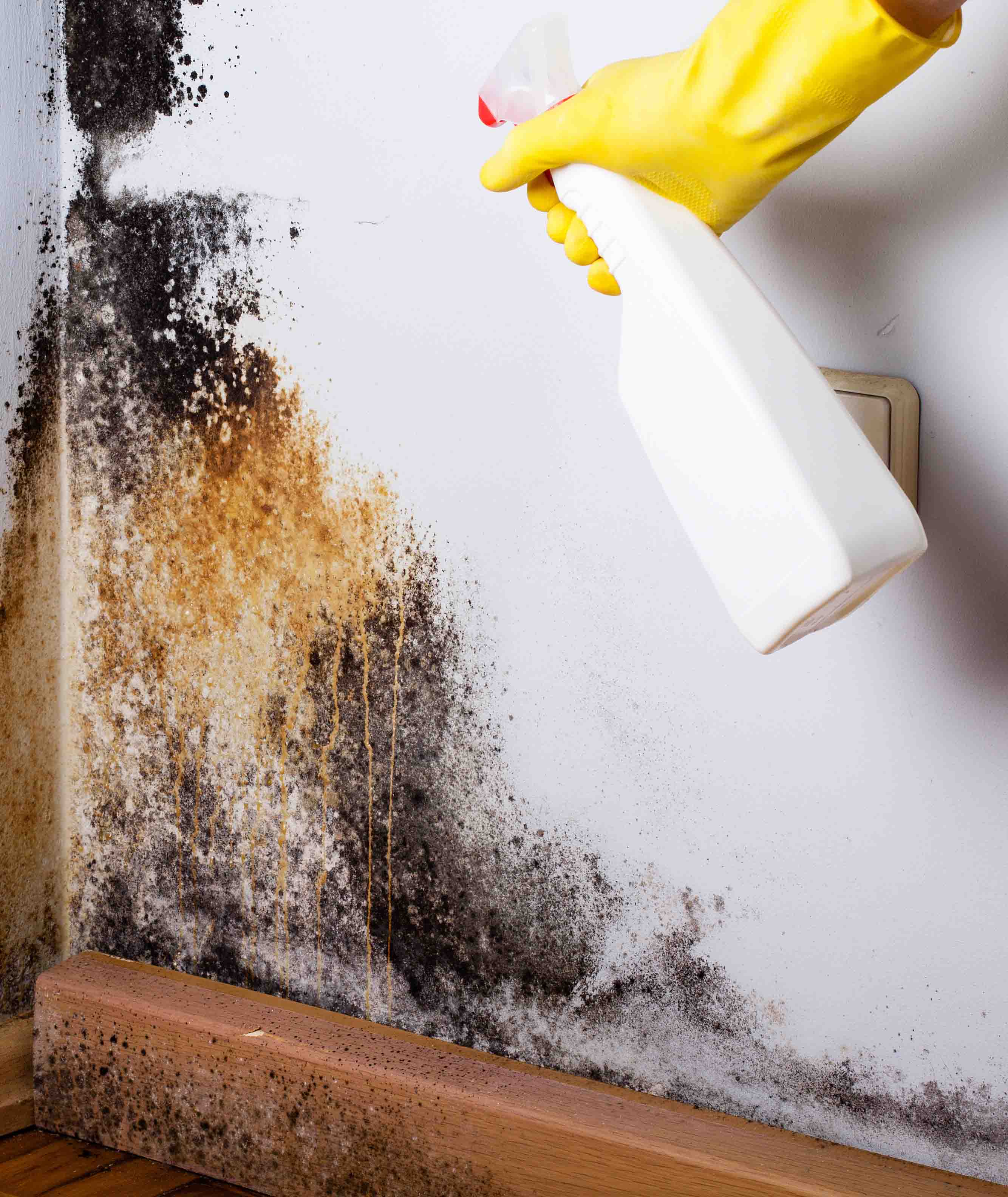 Spray antimuffa professionale Combat 222 | San Marco