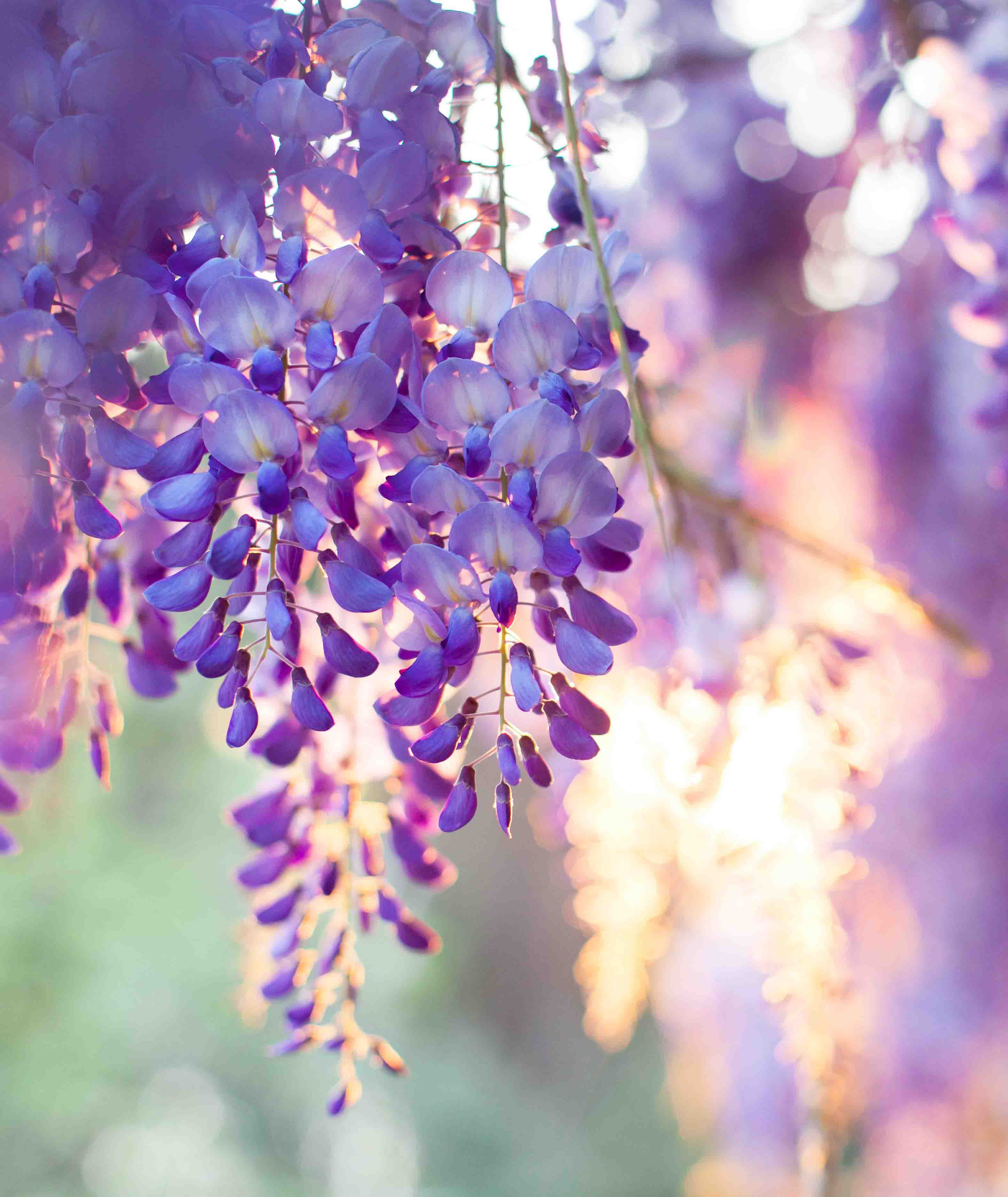Sfumature di Viola: il color Glicine | San Marco