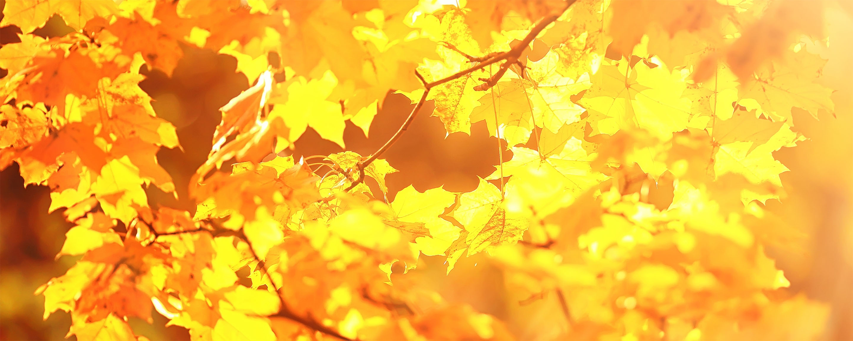 Sfumature di giallo: il color giallo ocra | San Marco