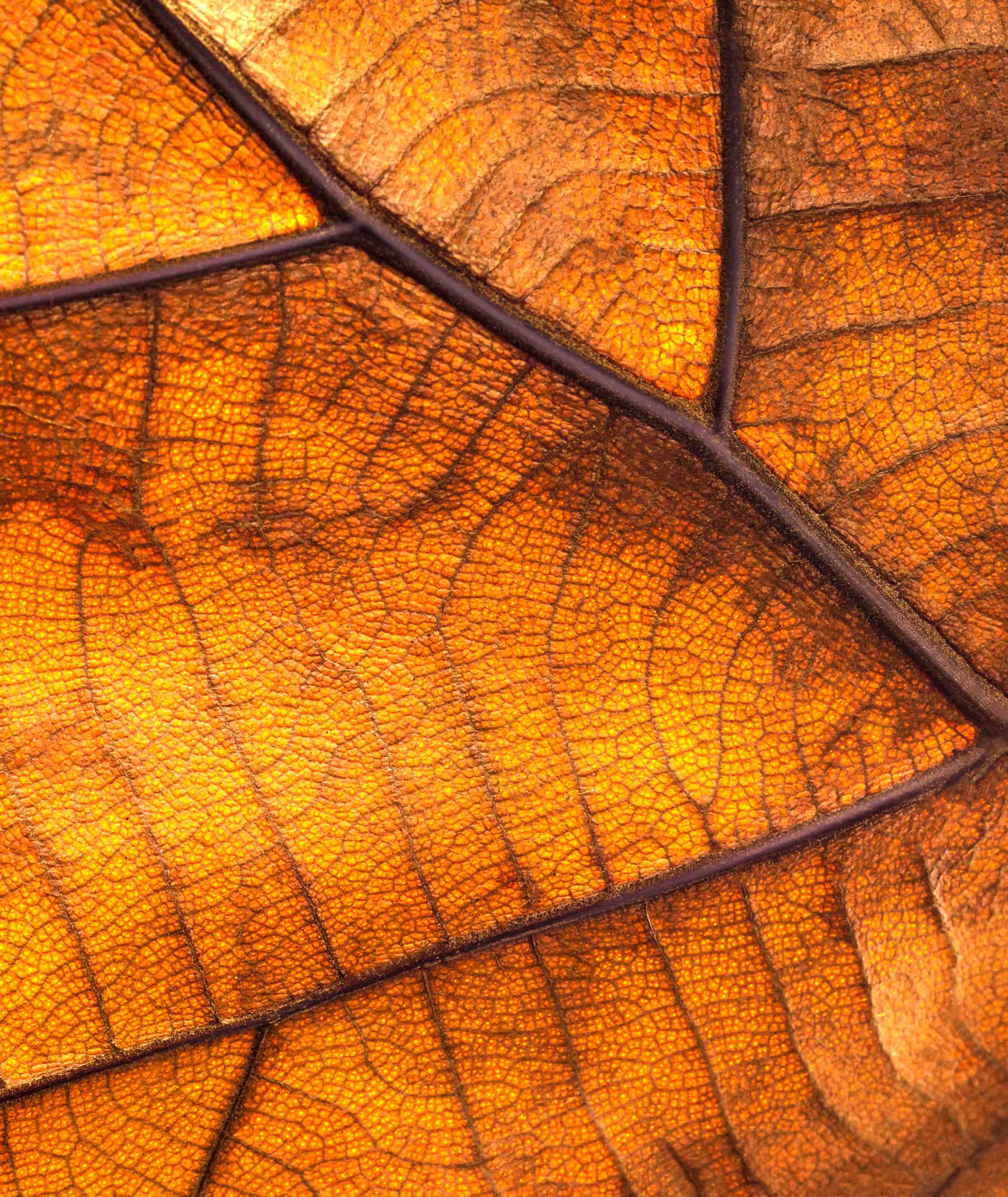 Sfumature di giallo: il color giallo senape | San Marco