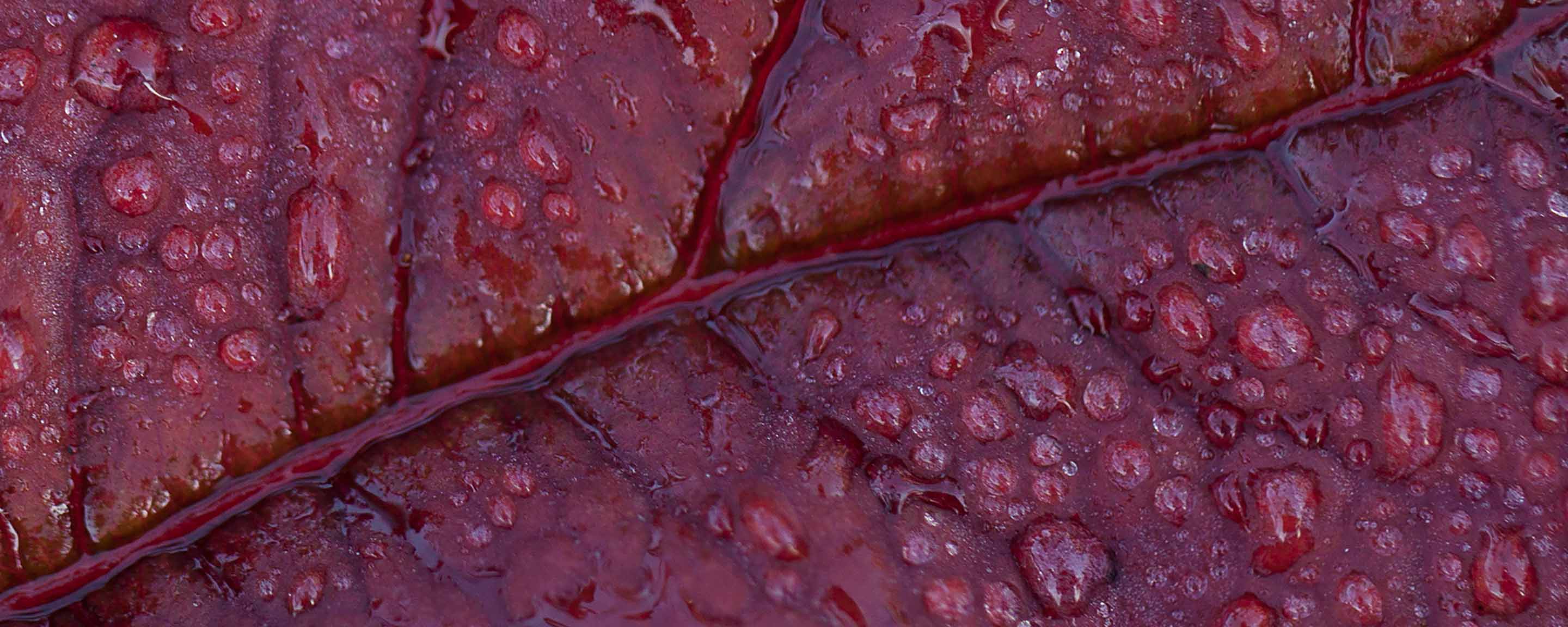 Sfumature di rosso: il color rosso bordeaux | San Marco