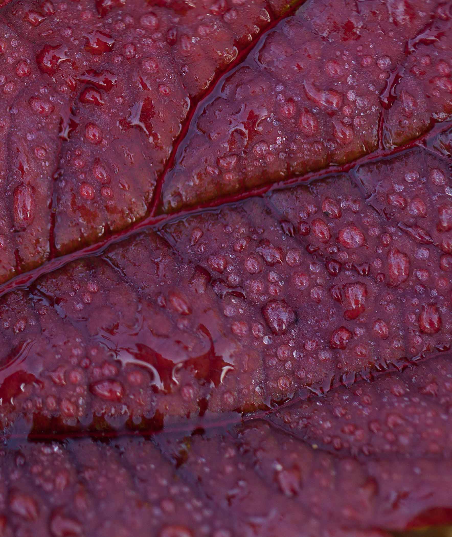 Sfumature di rosso: il color rosso bordeaux | San Marco