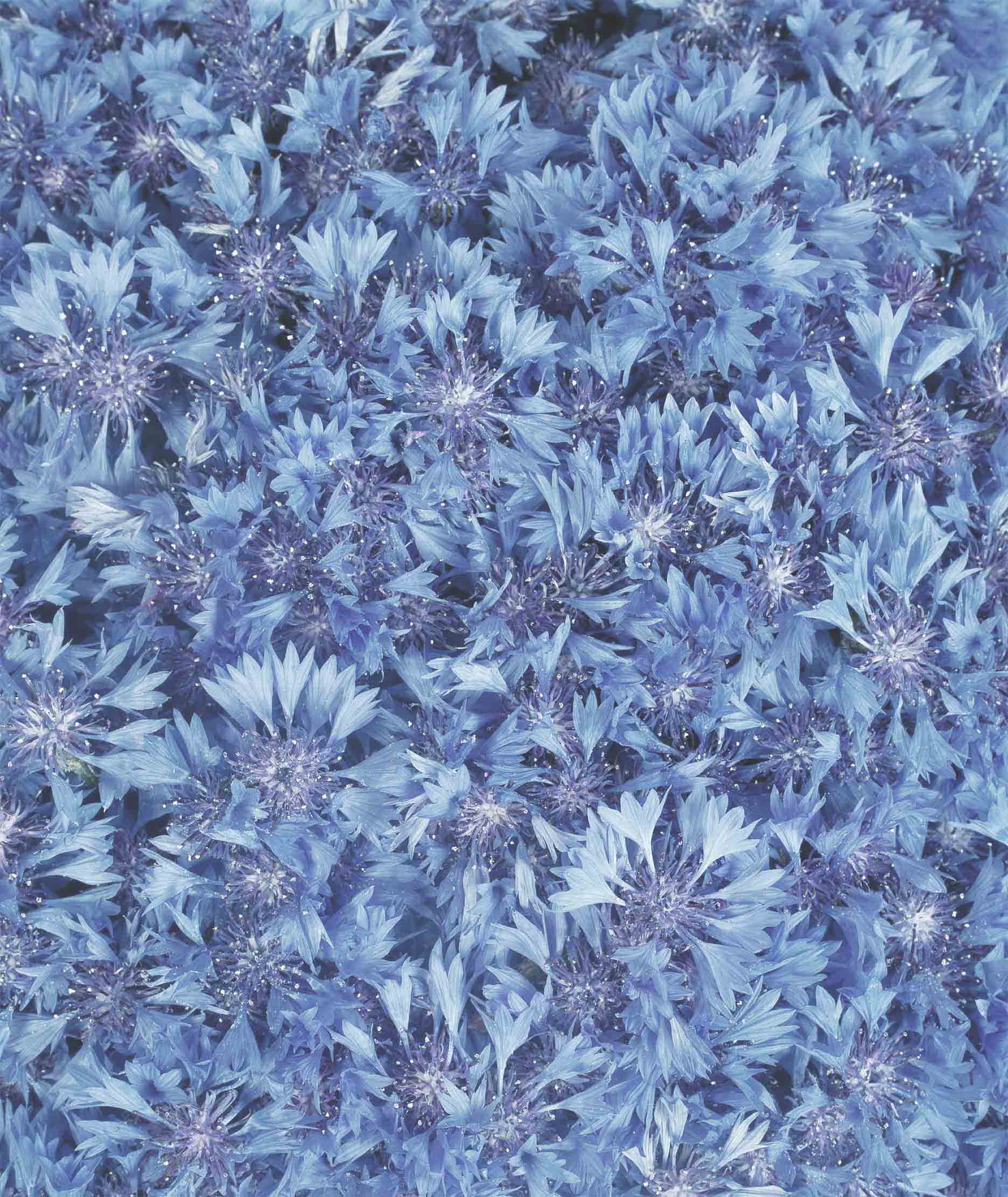 Sfumature di blu: il color blu fiordaliso | San Marco